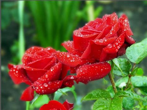 ჩვენი პლანეტის ყვავილოვანი მცენარეები