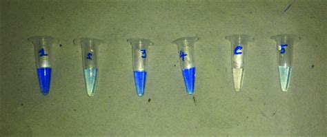 End Point Of Loop Mediated Isothermal Amplification Assay Using Hydroxy Download Scientific