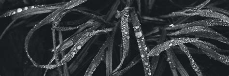 2021년 유행하는 색상으로 이슬방울이 떨어지는 신선한 잔디를 배경으로 한 배너 0명에 대한 스톡 사진 및 기타 이미지 0명 건축물 계절 Istock