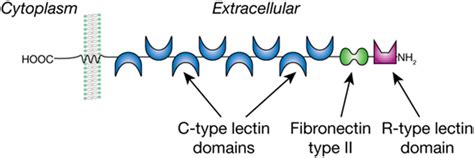Frontiers The Mannose Receptor In Regulation Of Helminth Mediated Host Immunity