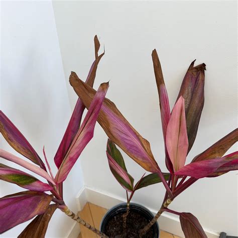 Keep Your Cordyline Sherbert Alive Light Water And Care Instructions