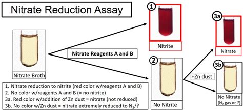 Nitrite Test
