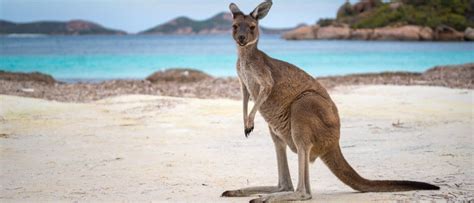 Kangaroo - A-Z Animals