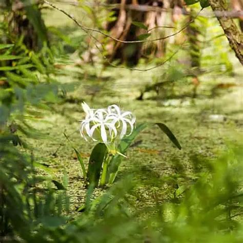 Bog Vs Swamp What S The Difference Explained Pond Informer