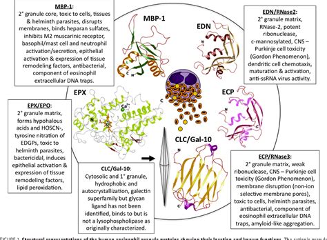 Eosinophil Function