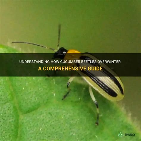 Understanding How Cucumber Beetles Overwinter A Comprehensive Guide Shuncy