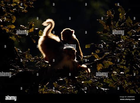 Rhesus Macaques Macaca Mulatta On Branch In Morning Sun Jim Corbett National Park India