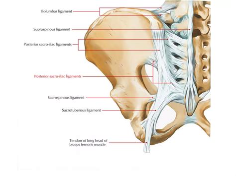 Sacrum Anatomypptx