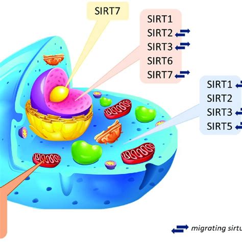Intracellular Localization Of Mammalian Sirtuins [2 34 39 43