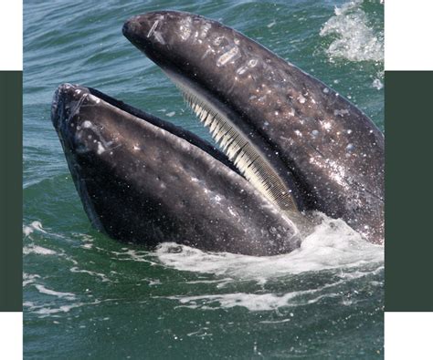 Презентація Біологія 7 клас НУШ Ознаки тварин Клітини тварин