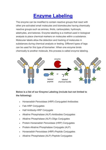 Enzyme Diagram Labeled