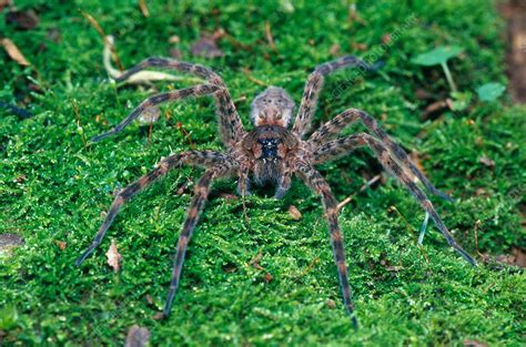 Thin Legged Wolf Spider Stock Image C002 1513 Science Photo Library