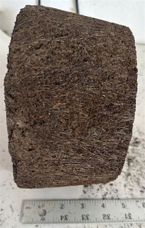 8 Tree Fern Fiber Pot Orchid THE REAL DEAL Etsy