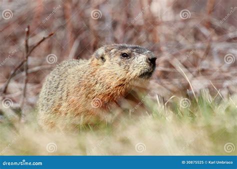 Rodent In Grass Stock Image Image Of Quebec Outdoor 30875525