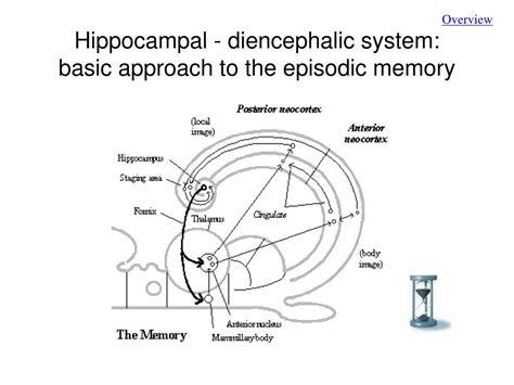 Ppt Why Are There Parallel Hippocampal Diencephalic Pathways For Event Memory Powerpoint