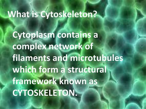 Cytoskeleton Cell Shape And Cell Motility Pptx