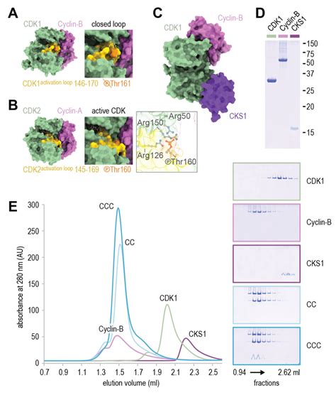 Reconstitution Of Stoichiometric Cdk1cyclin B And Cdk1cyclin Bcks1