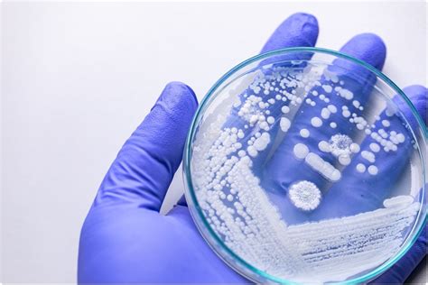 Yeast Expressed Rbd Based Vaccine Provides Robust Immune Responses Against Sars Cov 2