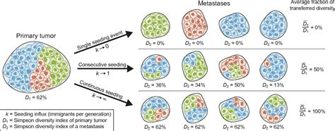 Consecutive Seeding And Transfer Of Genetic Diversity In Metastasis Pnas