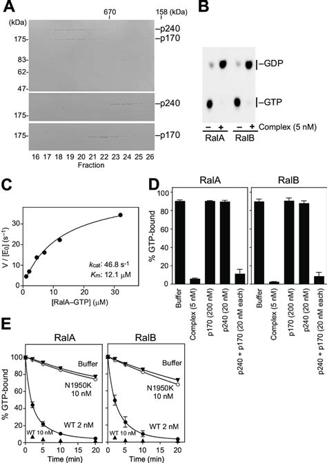 Biochemical And Catalytic Properties Of The Recombinant P240 P170