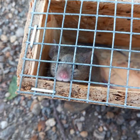 maus oder ratte r biologie