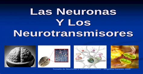 4 Neuronas Y Neurotransmisores Pdf Document