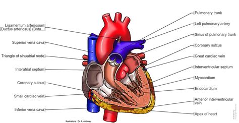 Heart Anatomy 3d Model Ad Heartanatomymodel Heart 51 Off