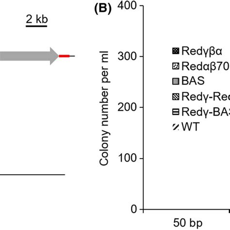 The Recombination Efficiency Of The Plasmid Modification Assay Mediated