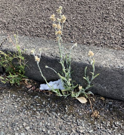 Jersey Cudweed Naturespot