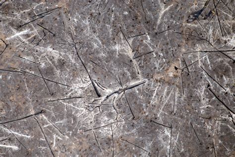 Amazon Deforestation In Brazil Booms In August