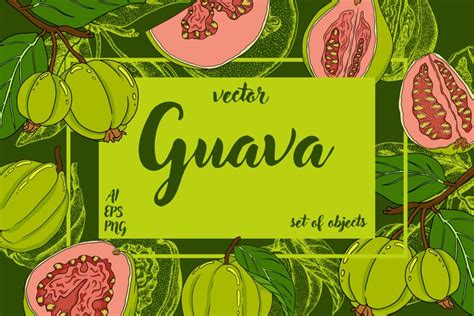 Guava 3941468