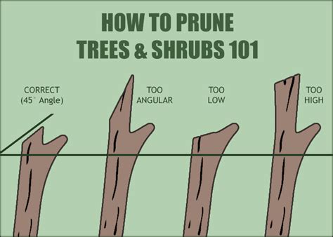Best Garden Pruning Shears For Smaller Hands Trees And Shrubs Prune Shrubs