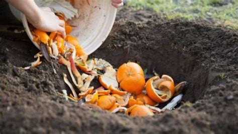 Exploring The Positive Impact Of Composting Benefits For The Environment