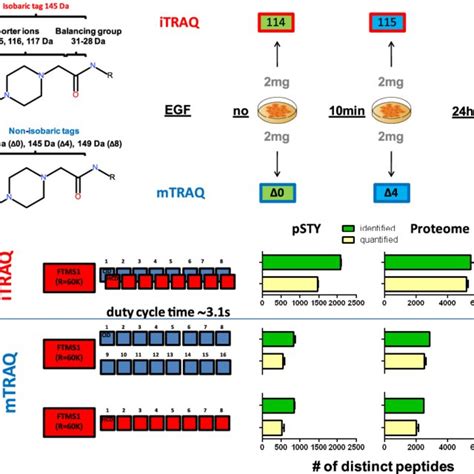 Pdf Itraq Labeling Is Superior To Mtraq For Quantitative Global