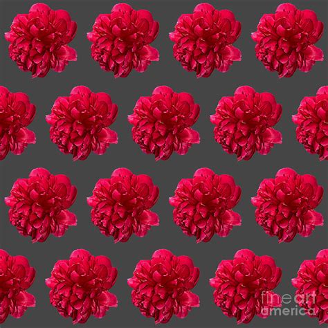 Peony Rubra Plena Cutout 4x4 Pdp Photograph By Tibor Tivadar Kui