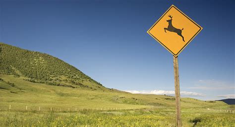 New Program Aims To Prevent Wildlife Vehicle Collisions In The Us Three60 By Edriving