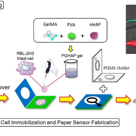 Schematic Illustration For The Preparation Of The Capacitance Cell