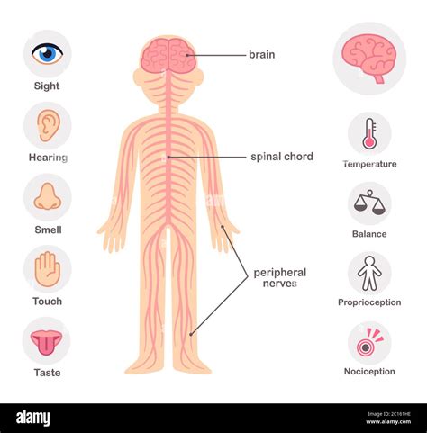 Nervous System Diagram Chart