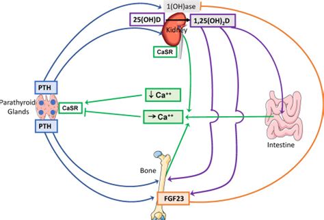 Pathophysiology Of Hypercalcemia Endocrinology And Metabolism Clinics