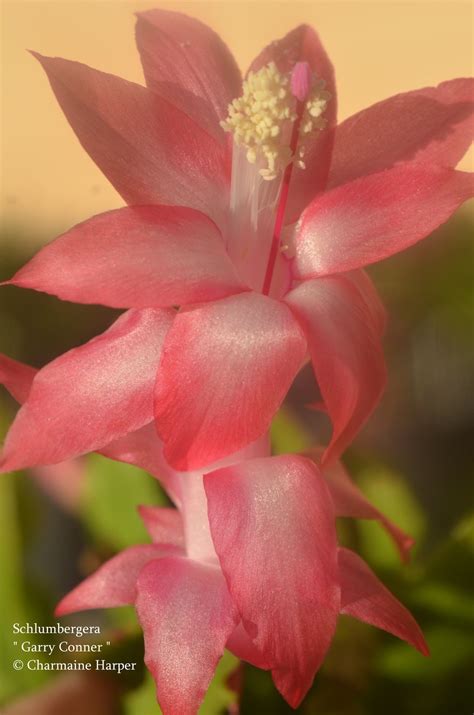 How To Prevent Christmas Cactus Buds From Falling Off Artofit