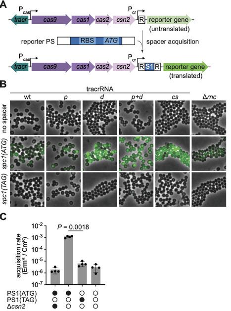 Deep Mutational Scanning Identifies Variants Of