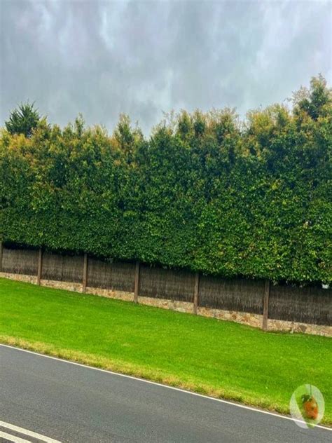 Waterhousea Floribunda Weeping Lilly Pilly Neth Green