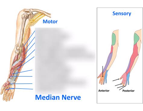 Mss Median Nerve Diagram Quizlet Mss Median Nerve Diagram Quizlet