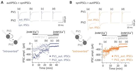 Strong Preference For Autaptic Self Connectivity Of Neocortical Pv