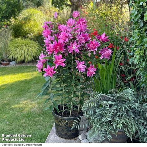 Lily Double Fantasy Suttons