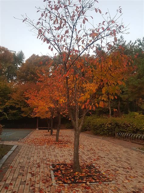 가을 낙엽 Free Photo On Pixabay Pixabay