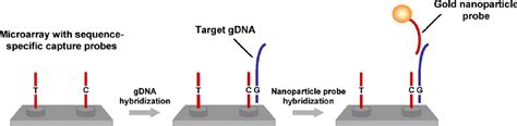 Principle Of The Gold Nanoparticle Based Detection Of Gdna Unamplified