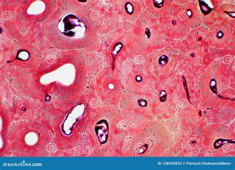 Histology Of Human Compact Bone Tissue Under Microscope View For Stock Image Image Of Bone