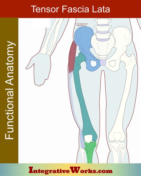 Tensor Fascia Lata Tfl Functional Anatomy Integrative Works