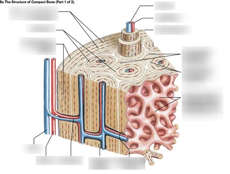 Bone Labeling Diagram Quizlet